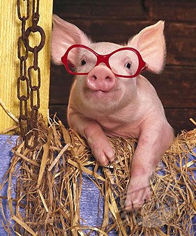 smart pig – Quad Cities Daily