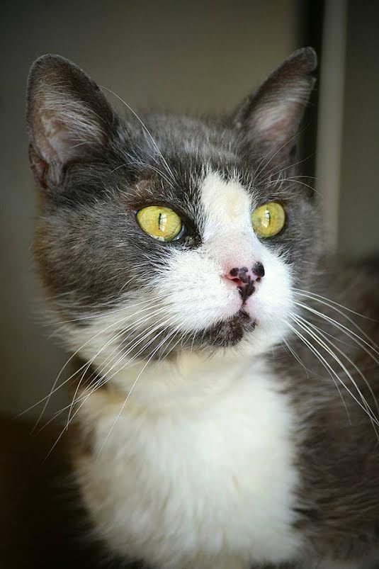 Kits, Cats,Pups, Dogs = Love…Get You Some – Quad Cities Daily