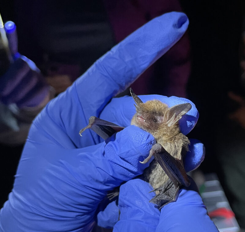 Breeding Population of Endangered Northern Long-eared Bats Discovered ...
